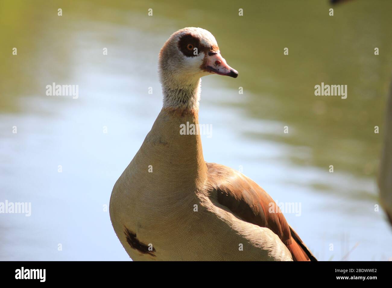 Egyptian goose in citypark Staddijk, Nijmegen the Netherlands Stock ...