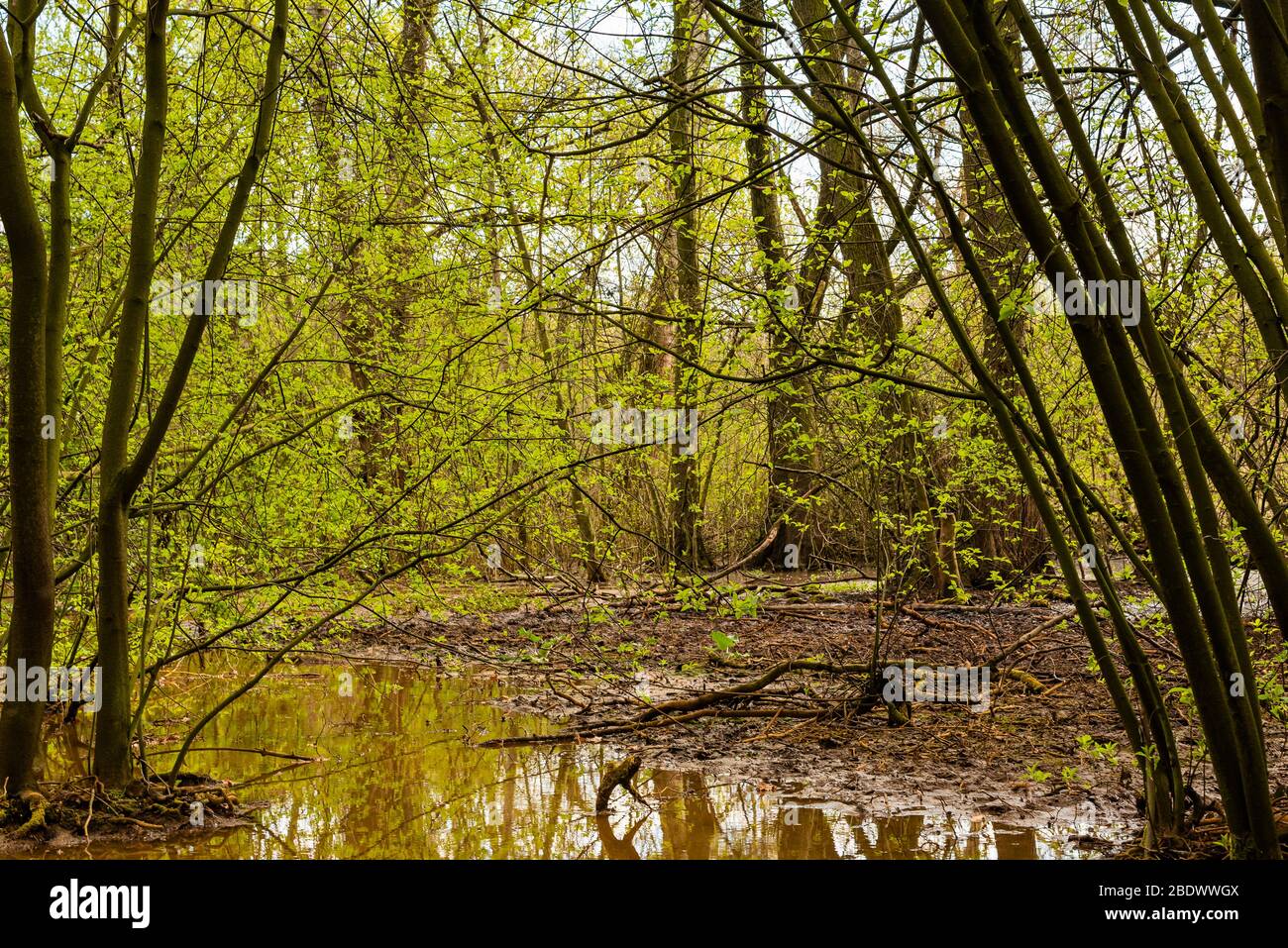 Natural swampy forest, primeval forest in Germany, trees in the swamp ...