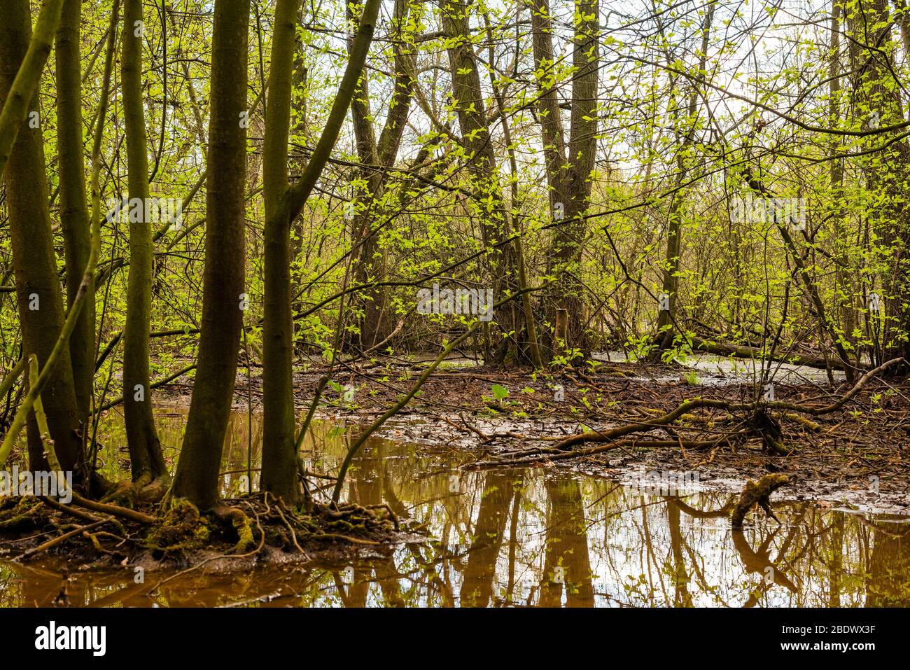 Natural swampy forest, primeval forest in Germany, trees in the swamp ...