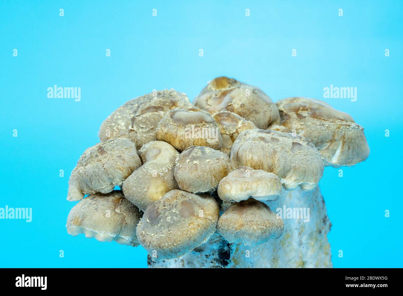Shiitake Mushrooms on mycelium block. It is considered a medicinal ...