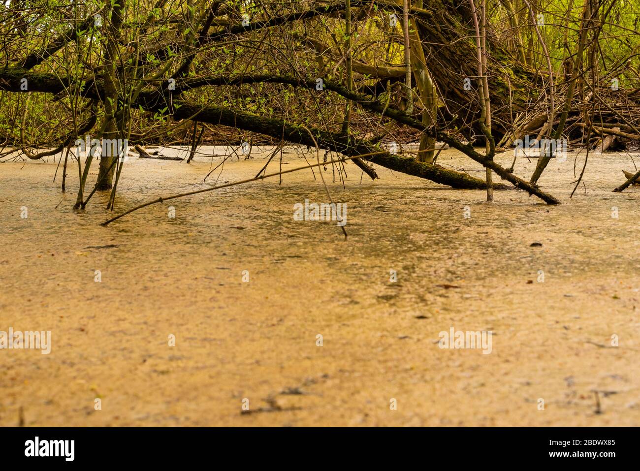Natural swampy forest, primeval forest in Germany, trees in the swamp ...