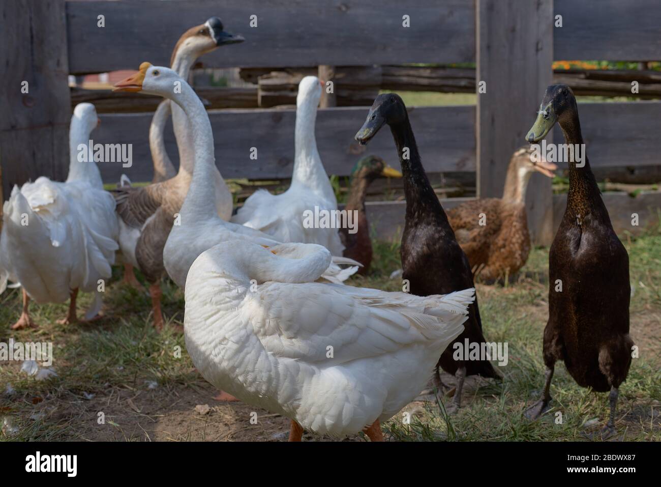 Rural scene with geese and ducks. Homemade geese sit on farm. concept ...