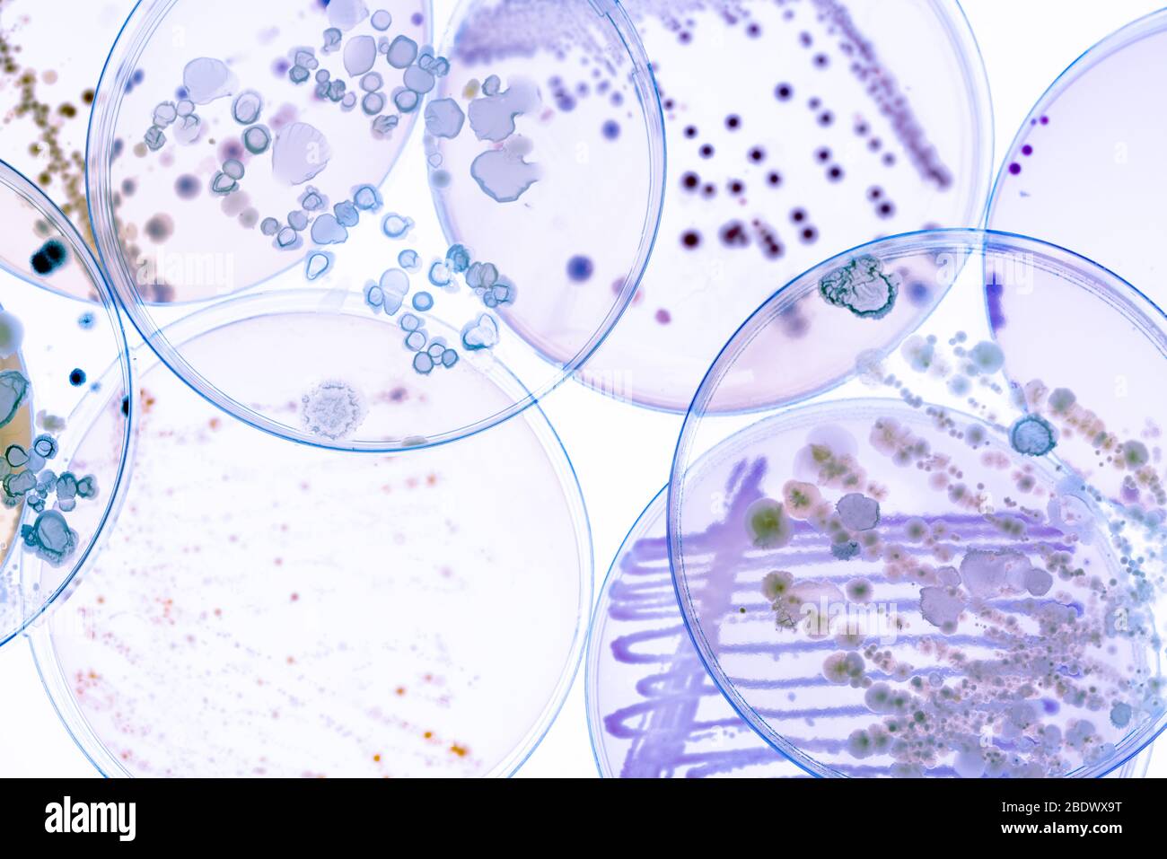 Growing Bacteria in Petri Dishes on agar gel Scientific experiment ...