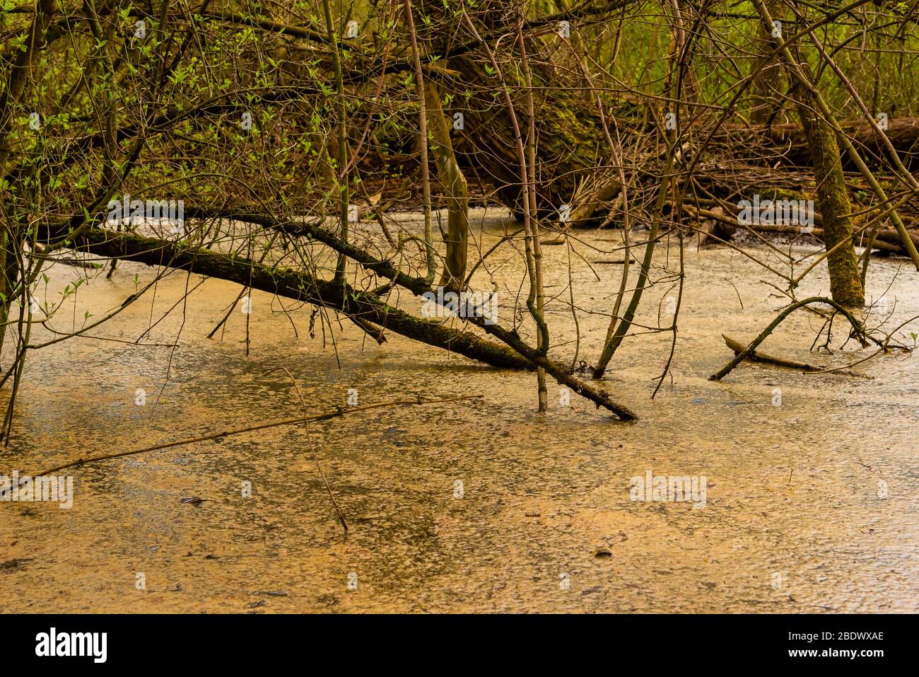 Natural swampy forest, primeval forest in Germany, trees in the swamp ...