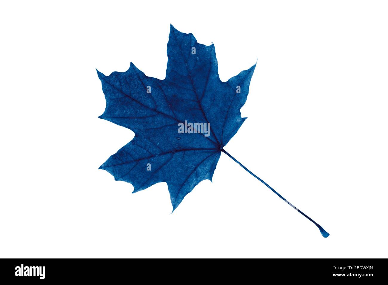 Blue maple leaf on a white background, isolate Stock Photo - Alamy