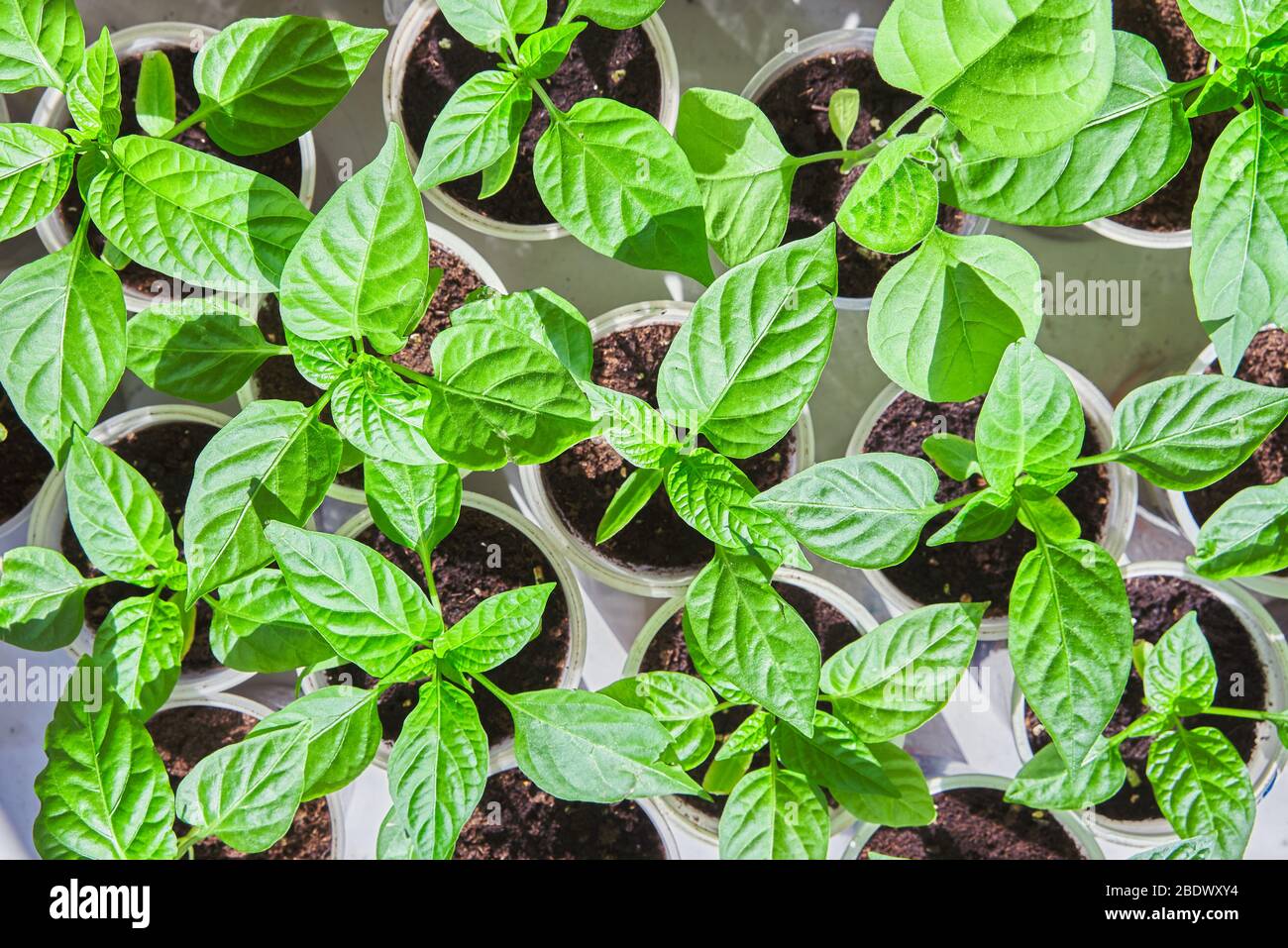 seedlings of young green pepper. spring. view from above. texture Stock ...
