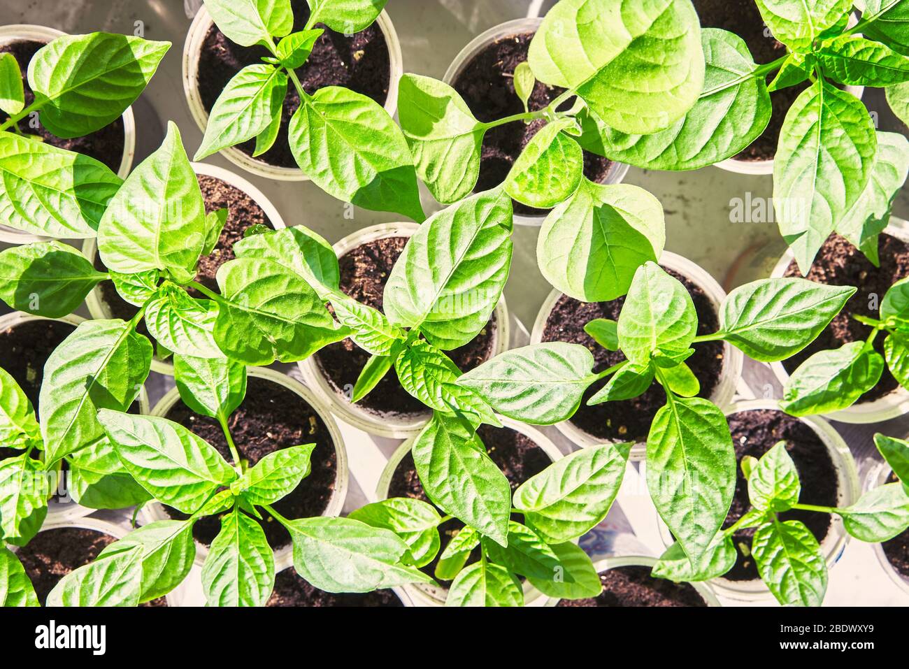 seedlings of young green pepper. spring. view from above. texture Stock ...