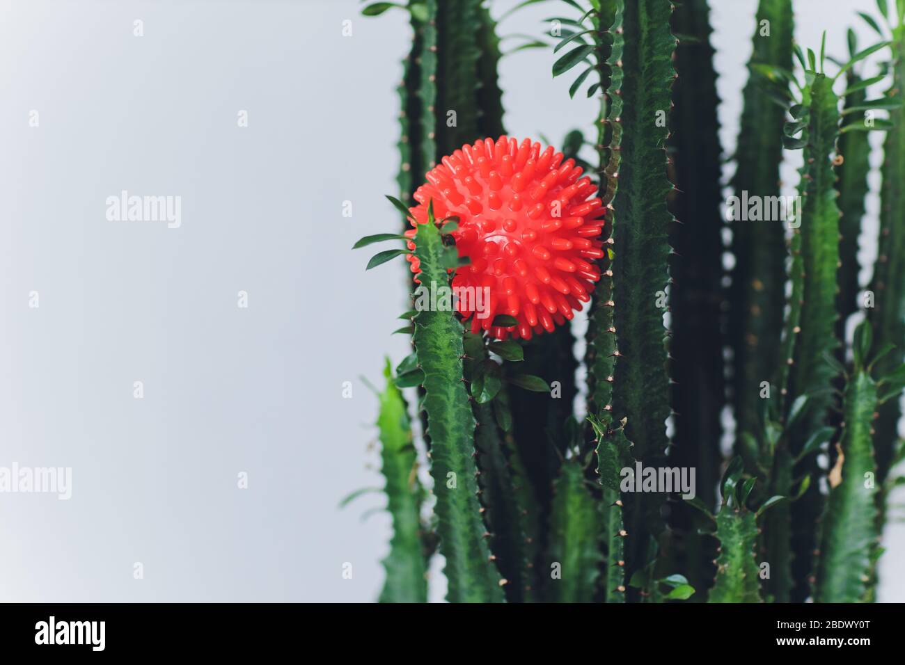 cactus red virus molecules on a white background, concept of colds and ...
