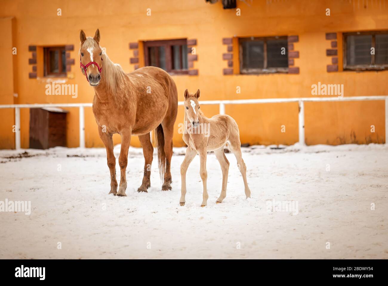 A cute newborn red foal is standing with his red mom with a horse in ...