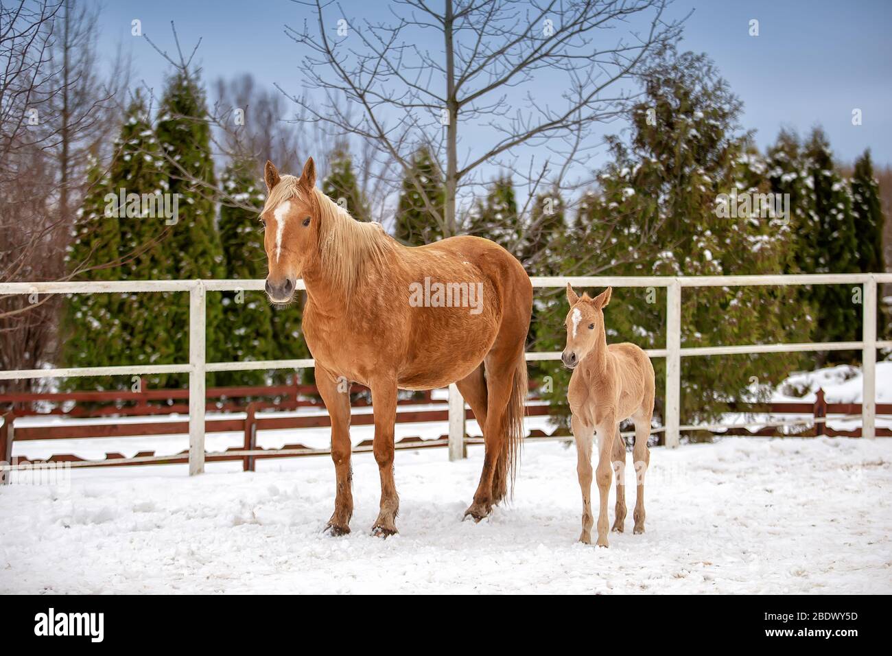 Cute newborn red foal is standing with his red mom with a horse in the ...