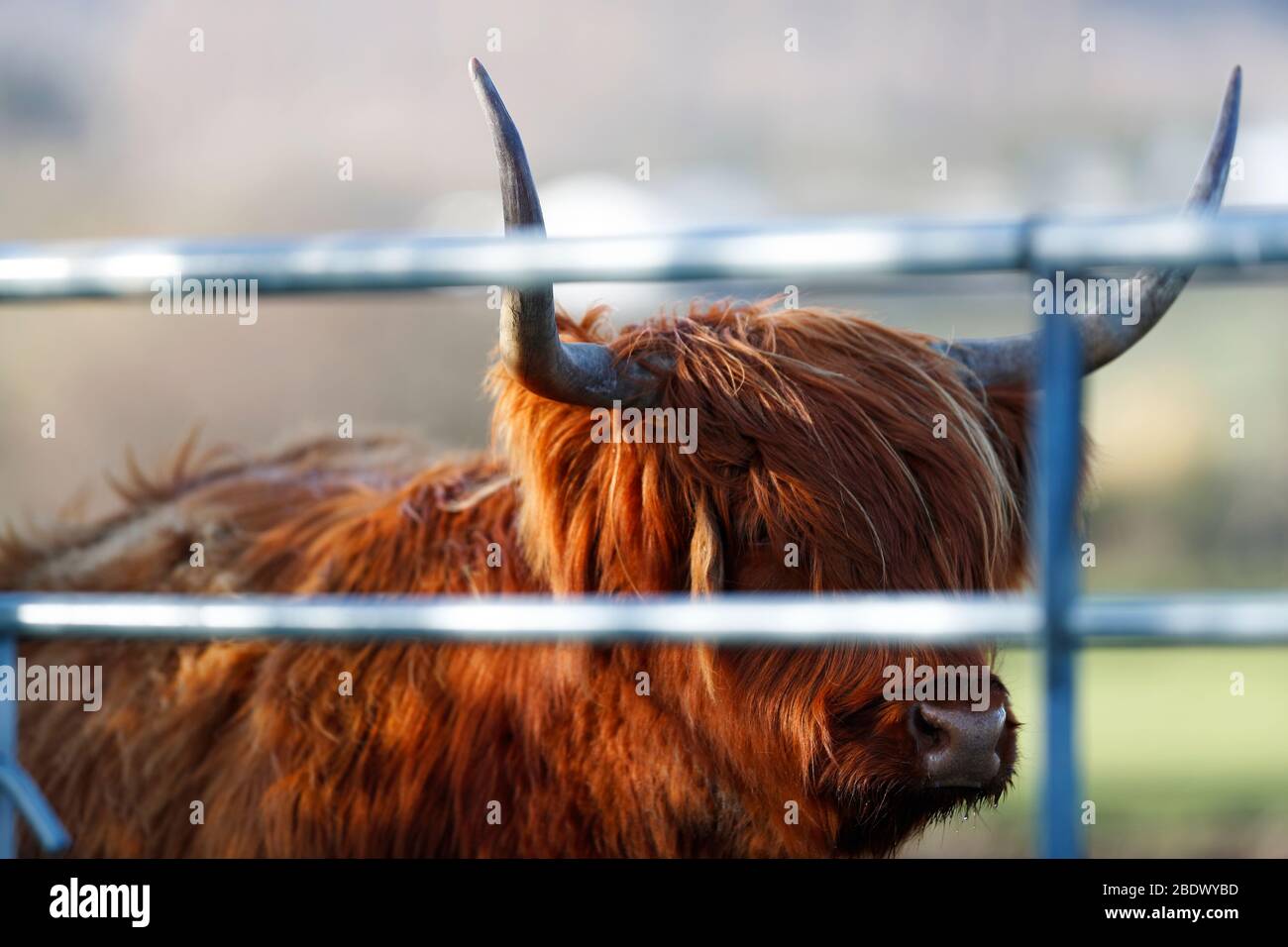 Scottish highland cow in pen hi-res stock photography and images - Alamy