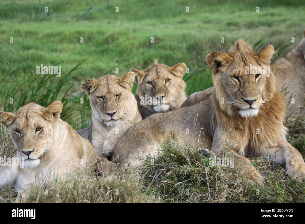 African lions cubs hi-res stock photography and images - Alamy