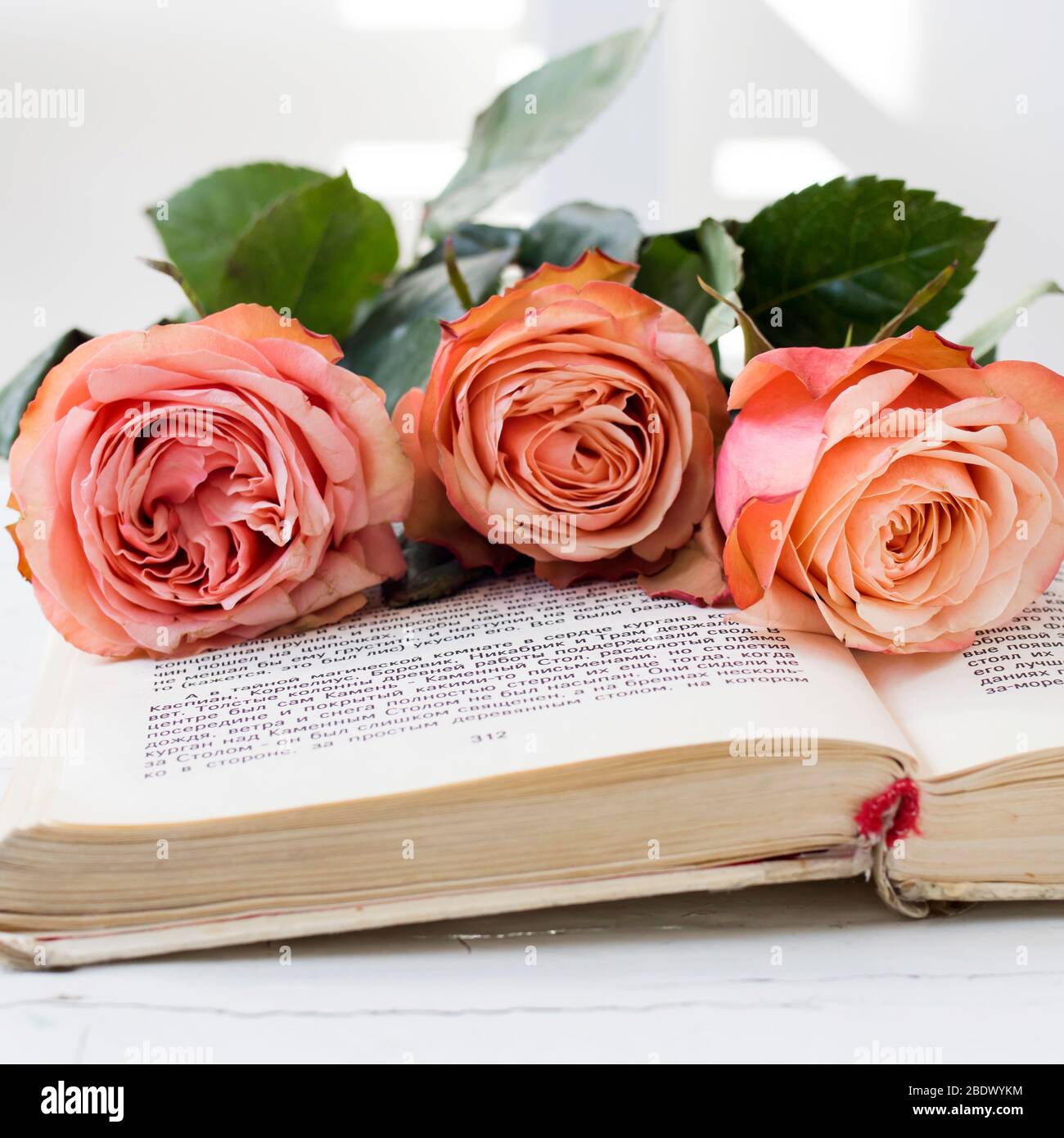 The pink rose is lying on the open book. Concept. Card Stock Photo - Alamy