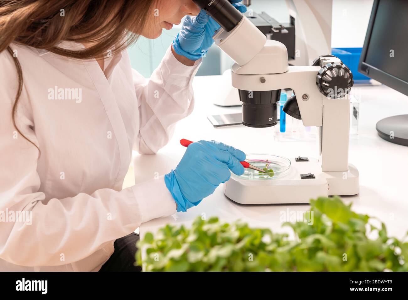 Inspection of the quality of agricultural seeds. Checking the quality ...