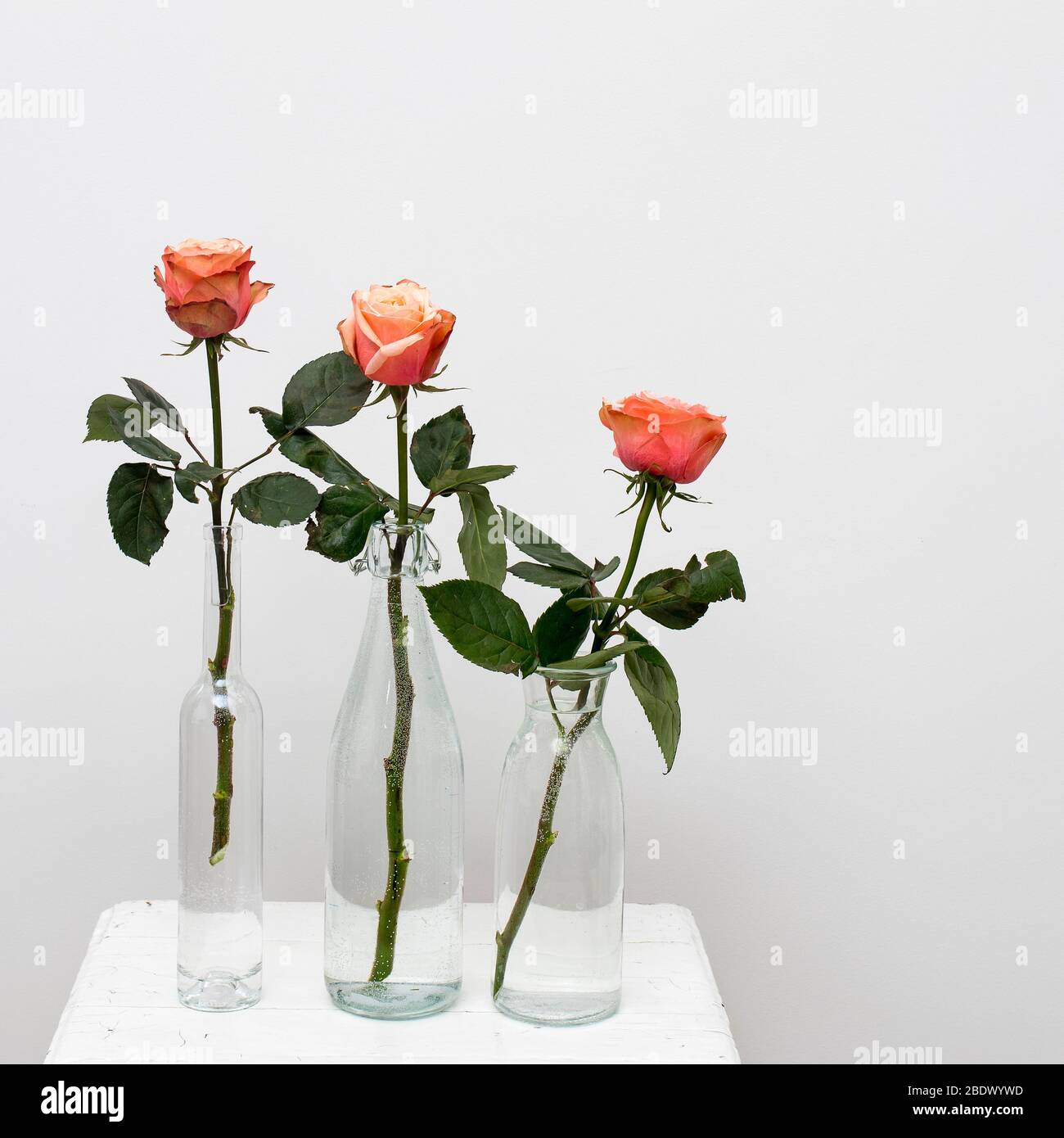 three pink roses on the brown wooden vintage table on the white ...