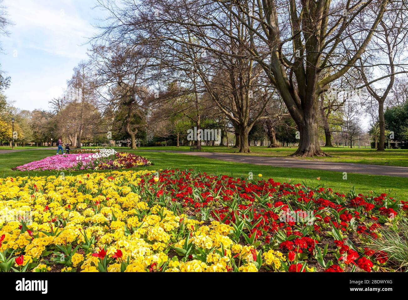 Abington Park in flower, the park is looking colourful as the flower ...