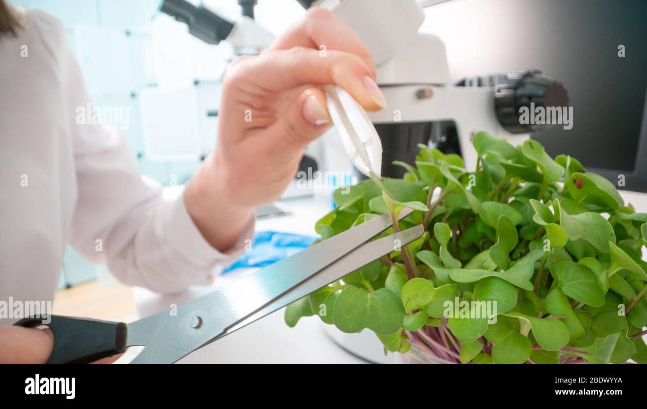 Inspection of the quality of agricultural seeds. Checking the quality ...