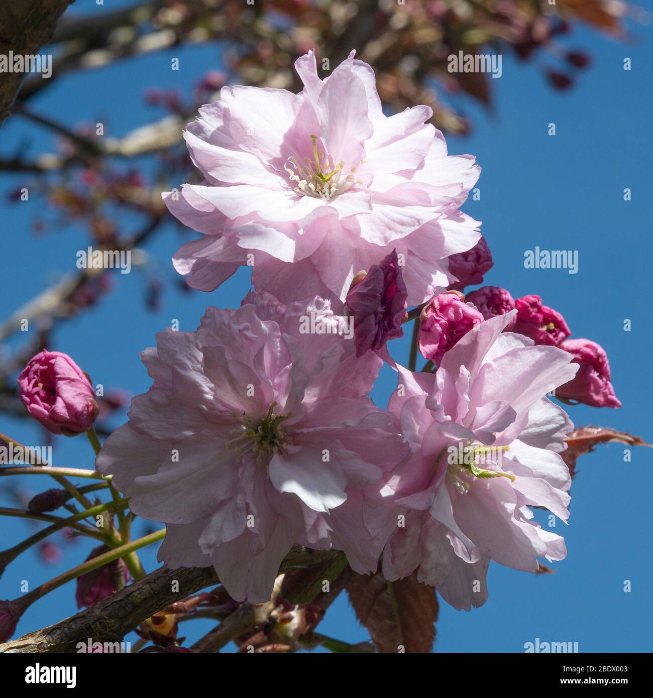 Double Cherry Blossom Flowers Pink Perfection in Full Bloom on a ...