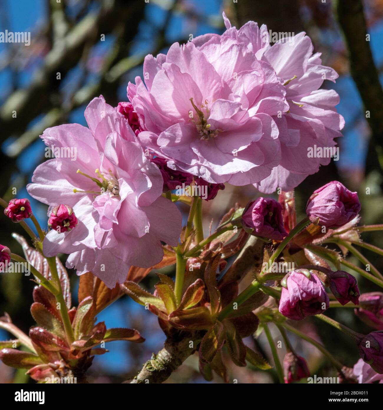 Double Cherry Blossom Flowers Pink Perfection in Full Bloom on a ...
