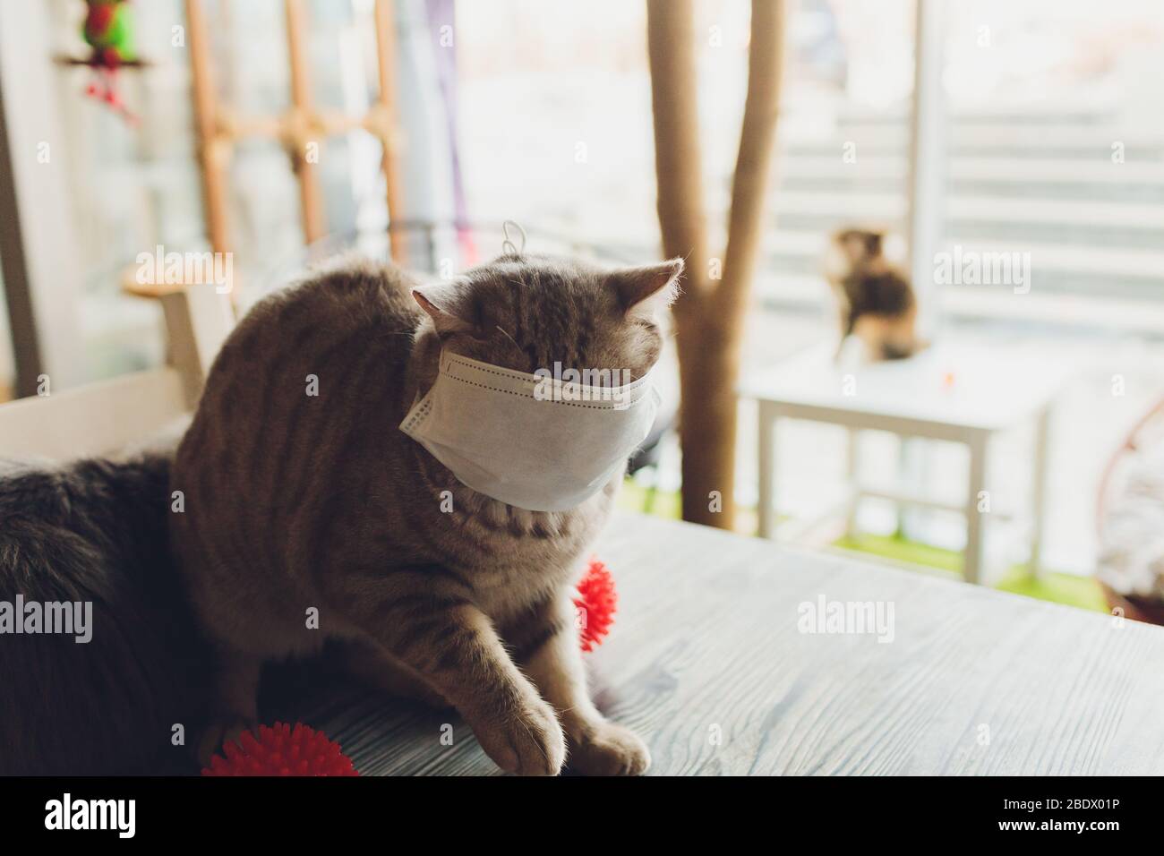 Medical mask for cat. Virus protected cat. Isolated cat at home Stock ...