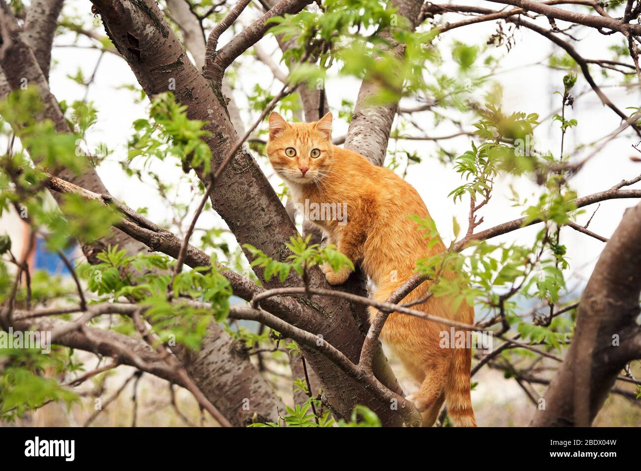 ginger cat sitting on the branches of a tree Stock Photo - Alamy
