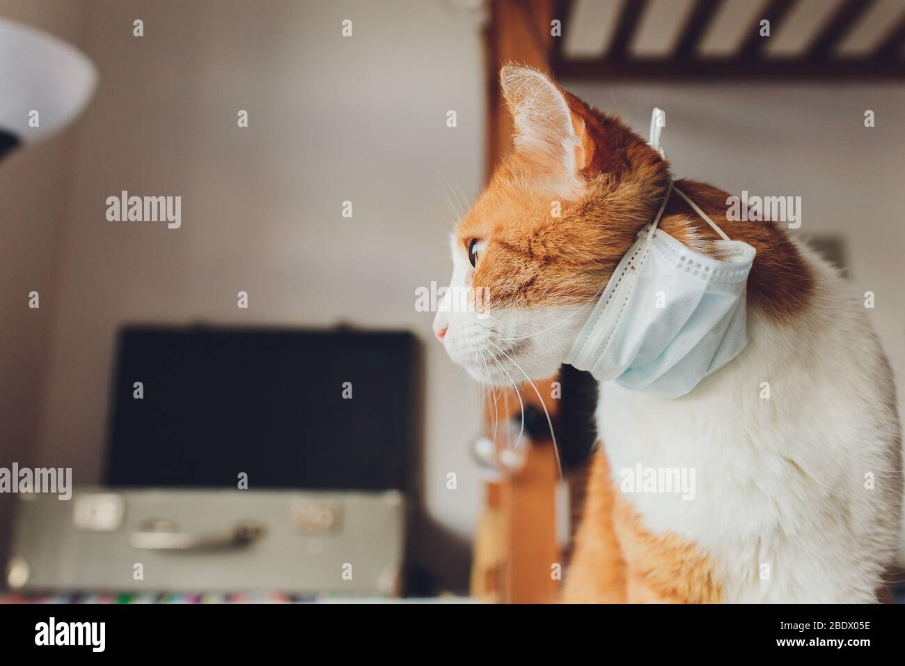 Medical mask for cat. Virus protected cat. Isolated cat at home Stock ...