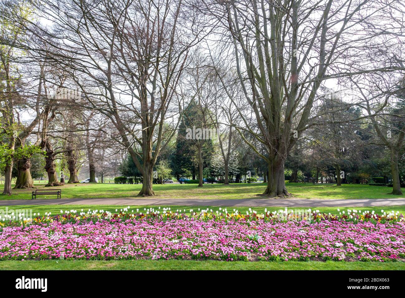 Abington Park in flower, the park is looking colourful as the flower ...