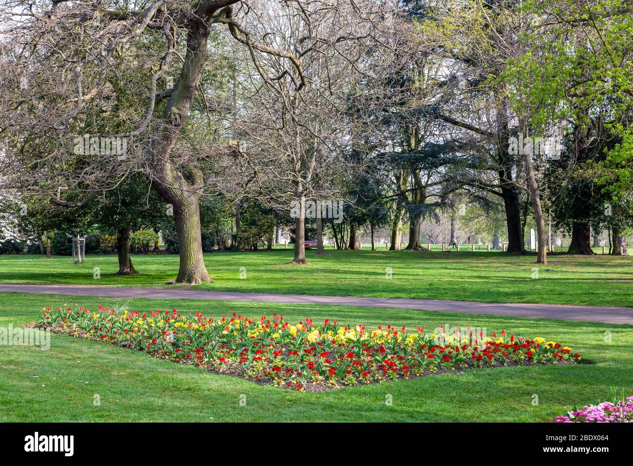 Abington Park in flower, the park is looking colourful as the flower ...