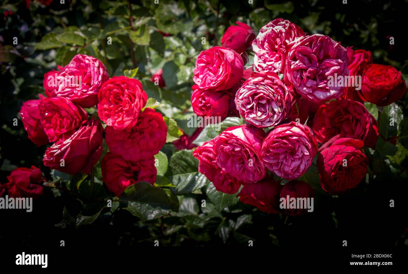 Blooming beautiful bunch of roses in spring garden Stock Photo - Alamy