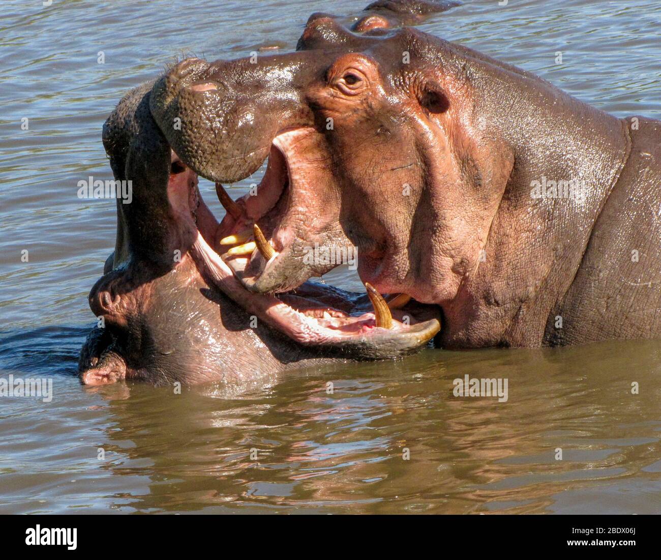 two hippopotamus playing in a river at Serengeti National Park is a ...
