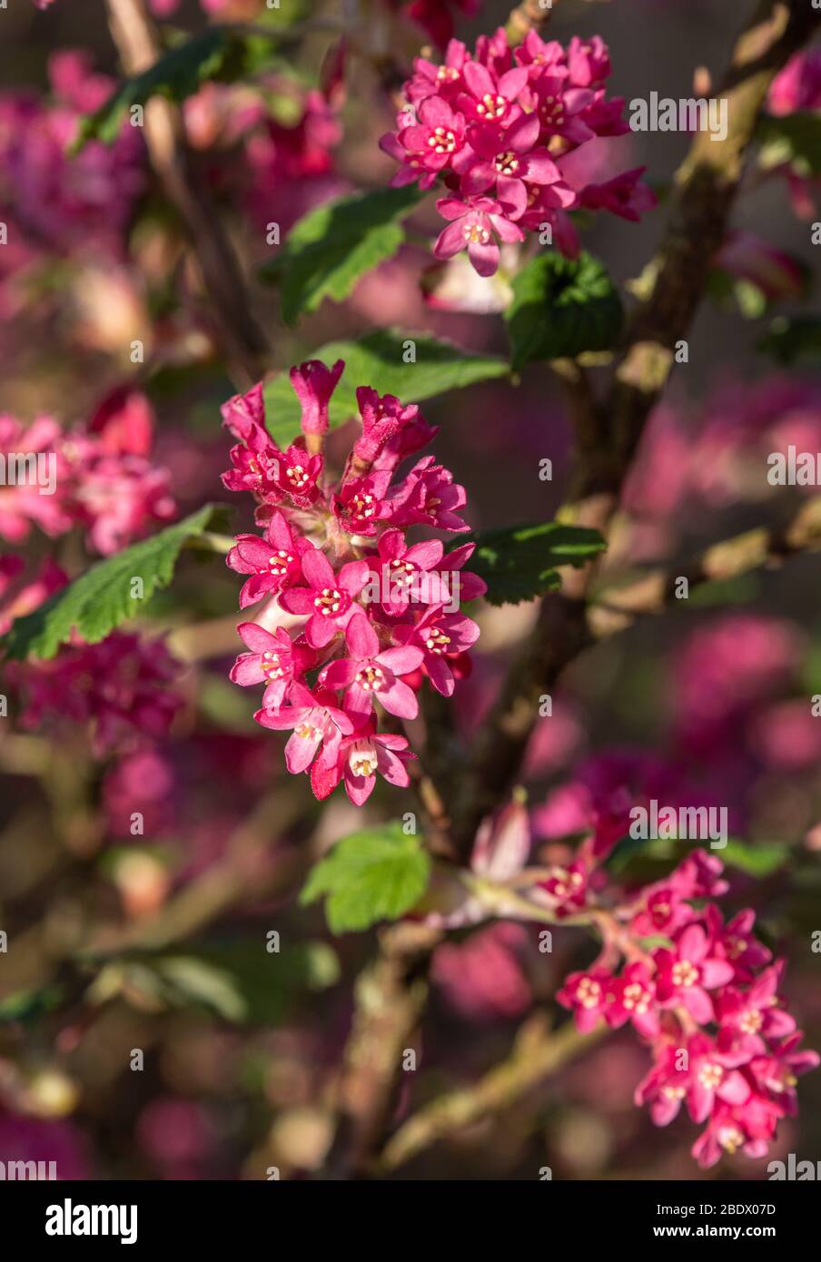 Beautiful Pinky Red Flowering Currant Flowers King Edward VII in Spring ...