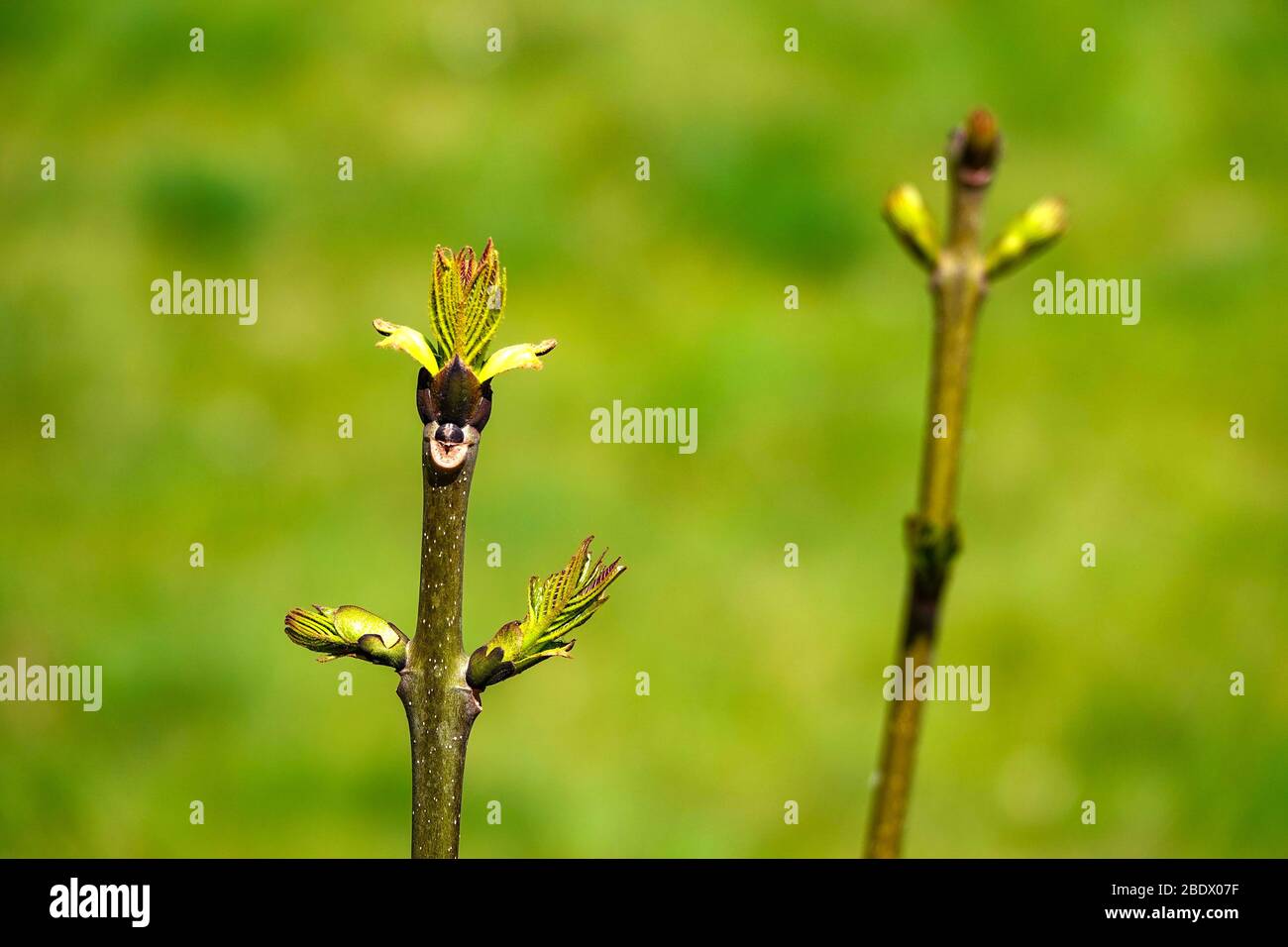 Fresh spring growth on branch, Ariege, French Pyrenees, France Stock ...