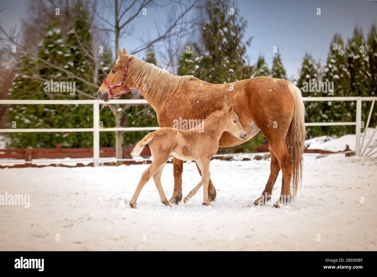 Cute newborn red foal is standing with his red mom with a horse in the ...