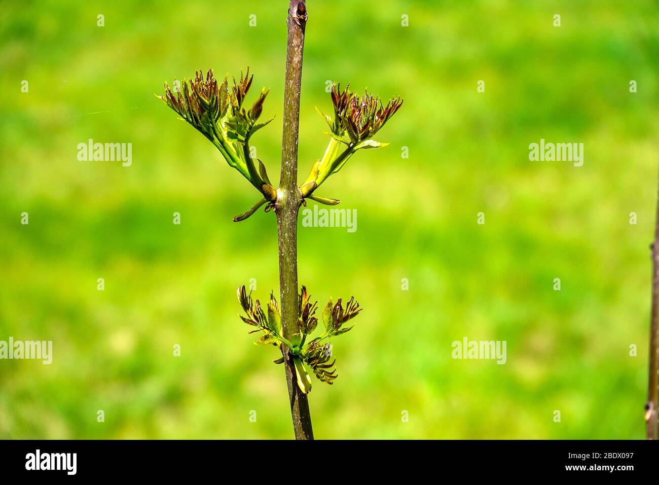 Growth bud hi-res stock photography and images - Alamy