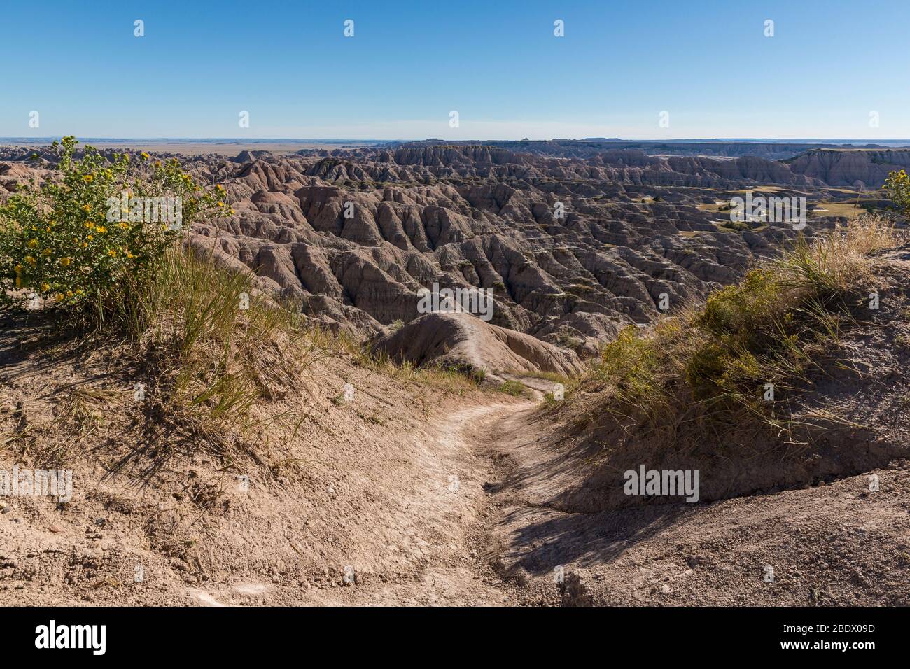 Badlands flora hi-res stock photography and images - Alamy