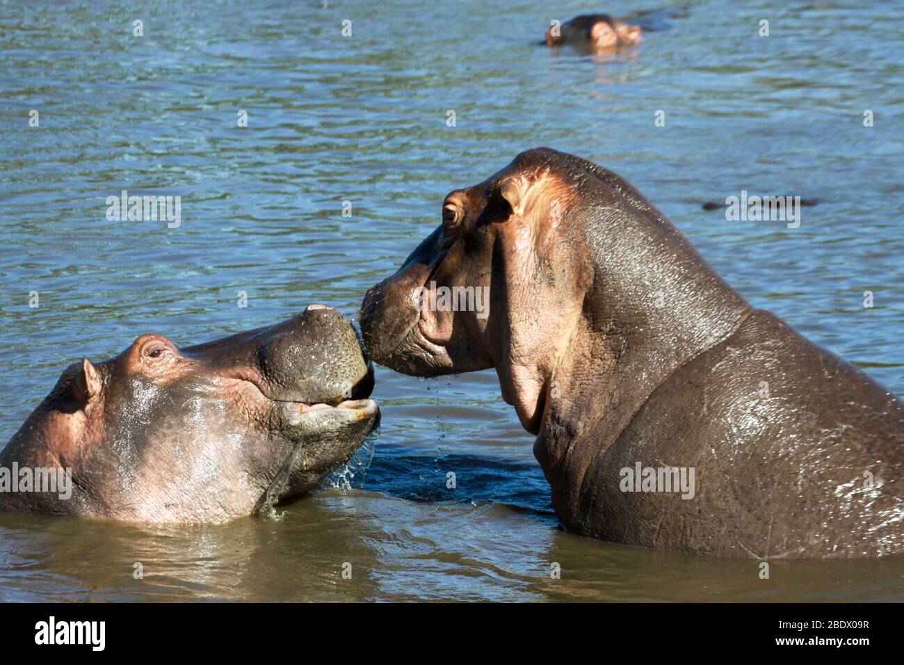 two hippopotamus playing in a river at Serengeti National Park is a ...