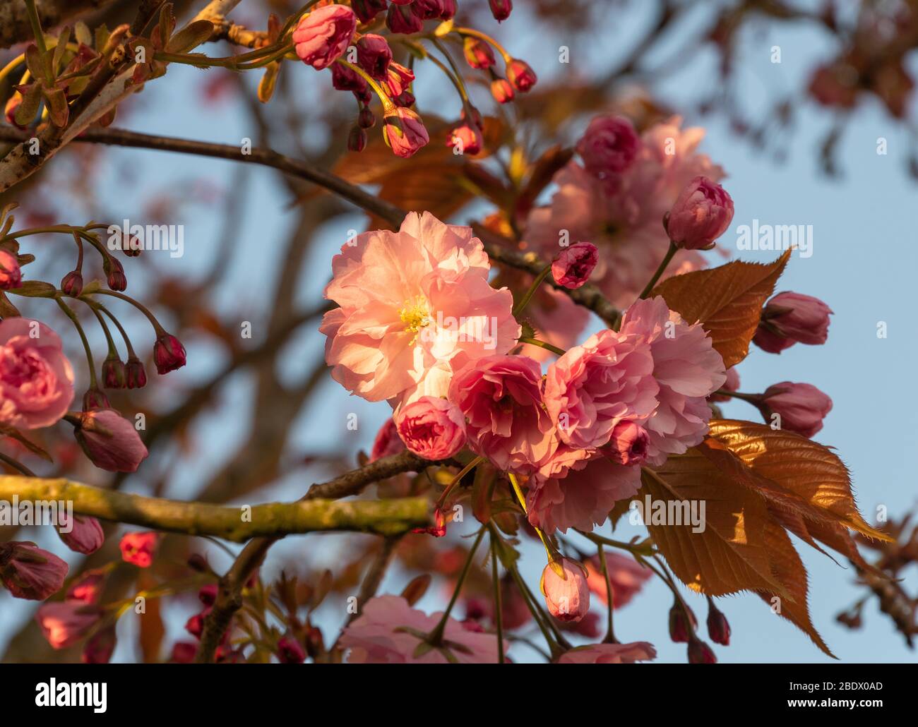 Double Cherry Blossom Flowers Pink Perfection in Full Bloom on a ...