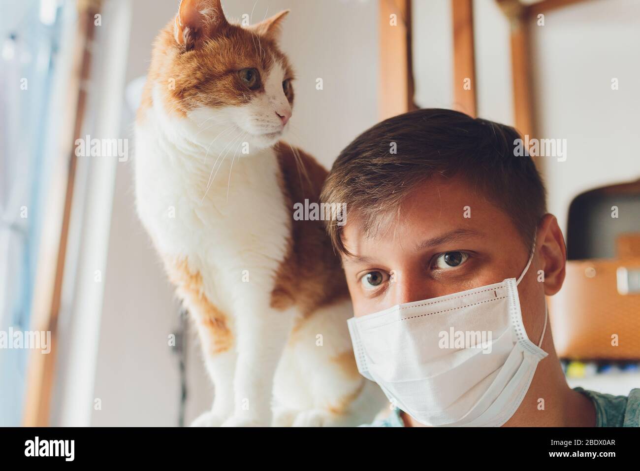 Medical mask for cat. Virus protected cat. Isolated cat at home Stock ...
