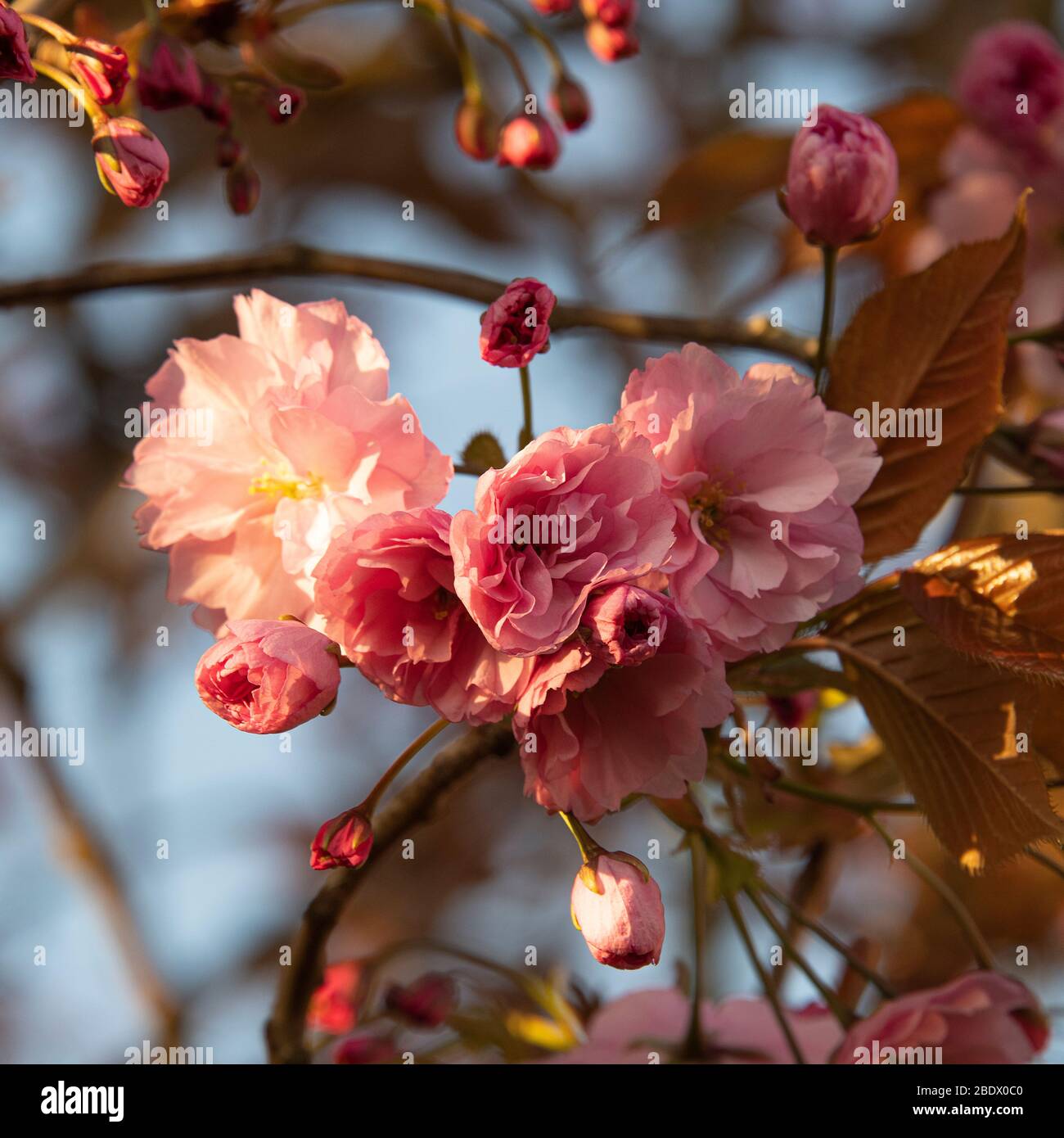 Double Cherry Blossom Flowers Pink Perfection in Full Bloom on a ...