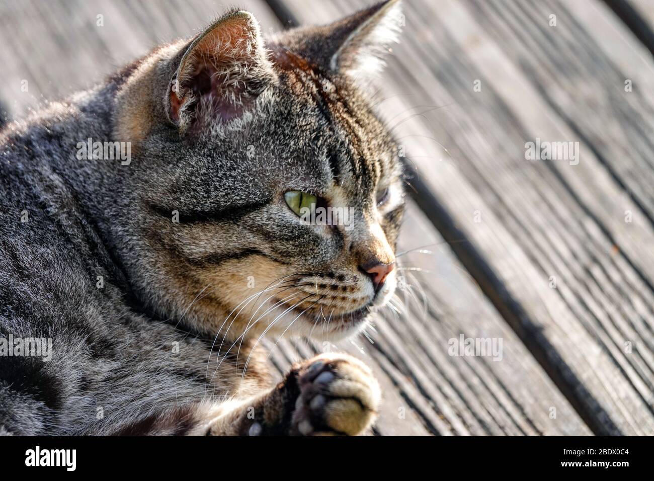 Pyrenees cat hi-res stock photography and images - Alamy