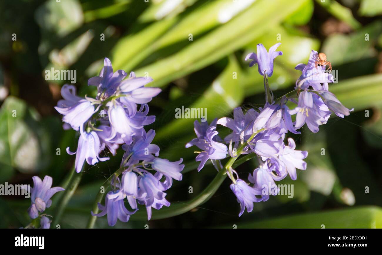 Spanish Violet Bluebells (Hyacinthoides) in the sun Stock Photo - Alamy