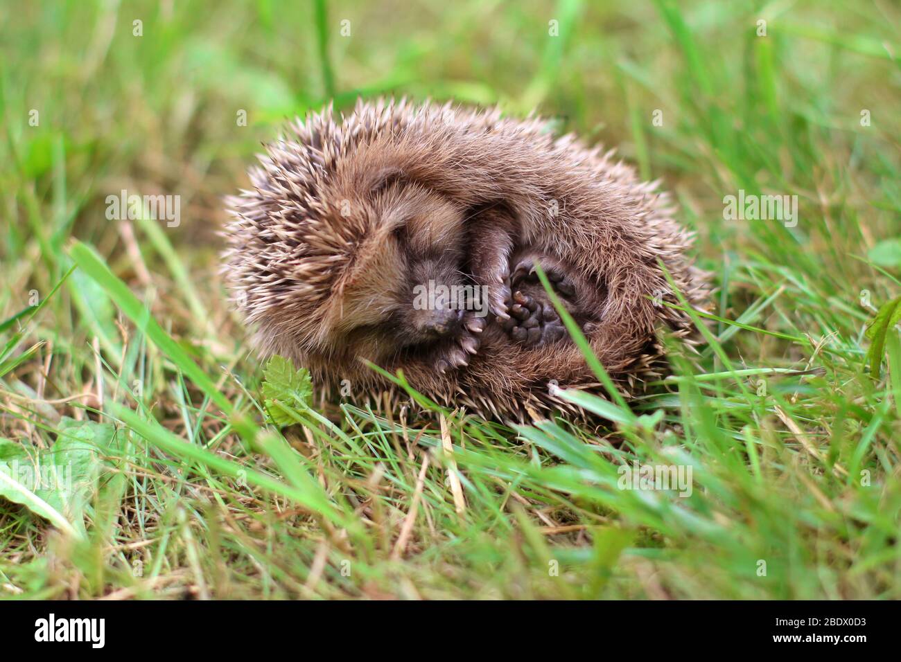 Hedgehog in a ball hi-res stock photography and images - Alamy