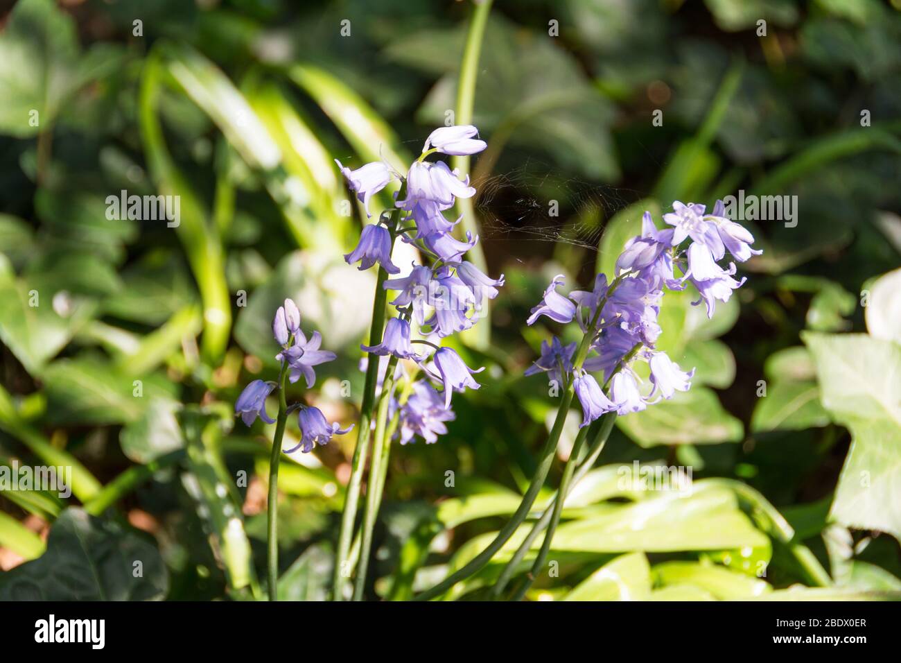 Spanish Violet Bluebells (Hyacinthoides) in the sun Stock Photo - Alamy