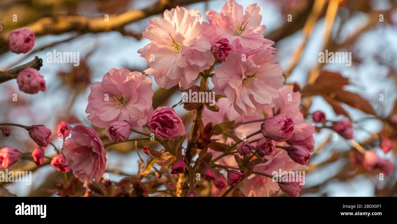 Double Cherry Blossom Flowers Pink Perfection in Full Bloom on a ...