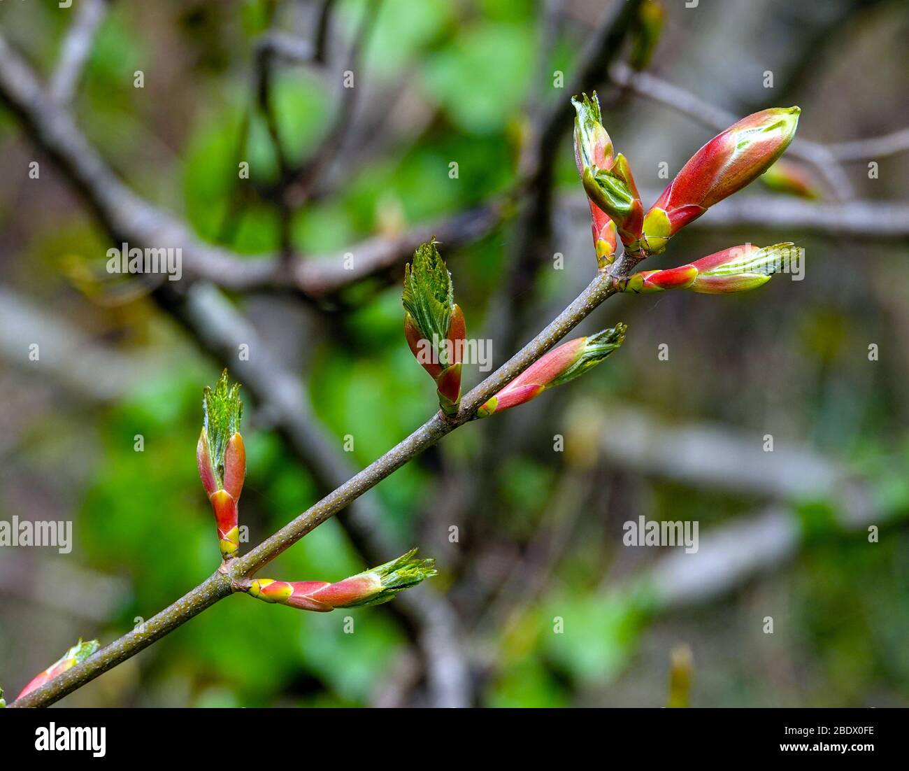 Growth bud hi-res stock photography and images - Alamy