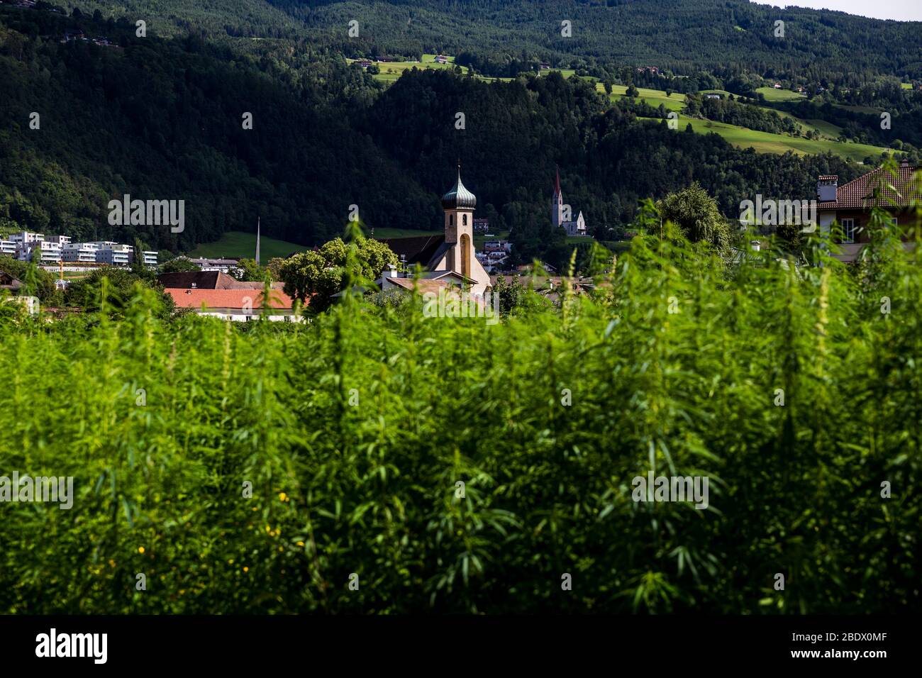 A maze made of marijuana plants in the town of Bressanone, South Tyrol ...
