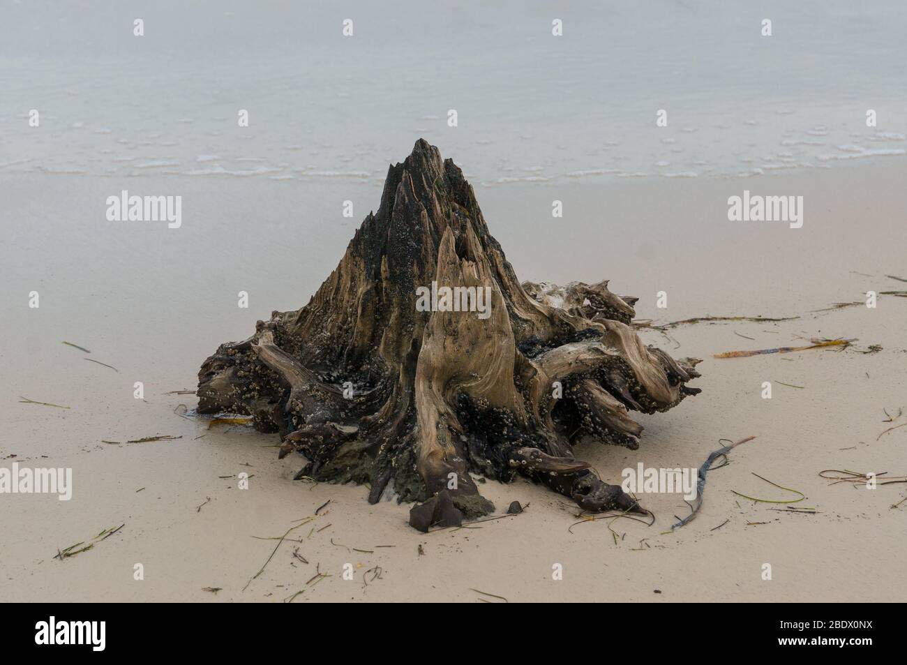 A tree stump lying in the water at a sandy beach Stock Photo - Alamy