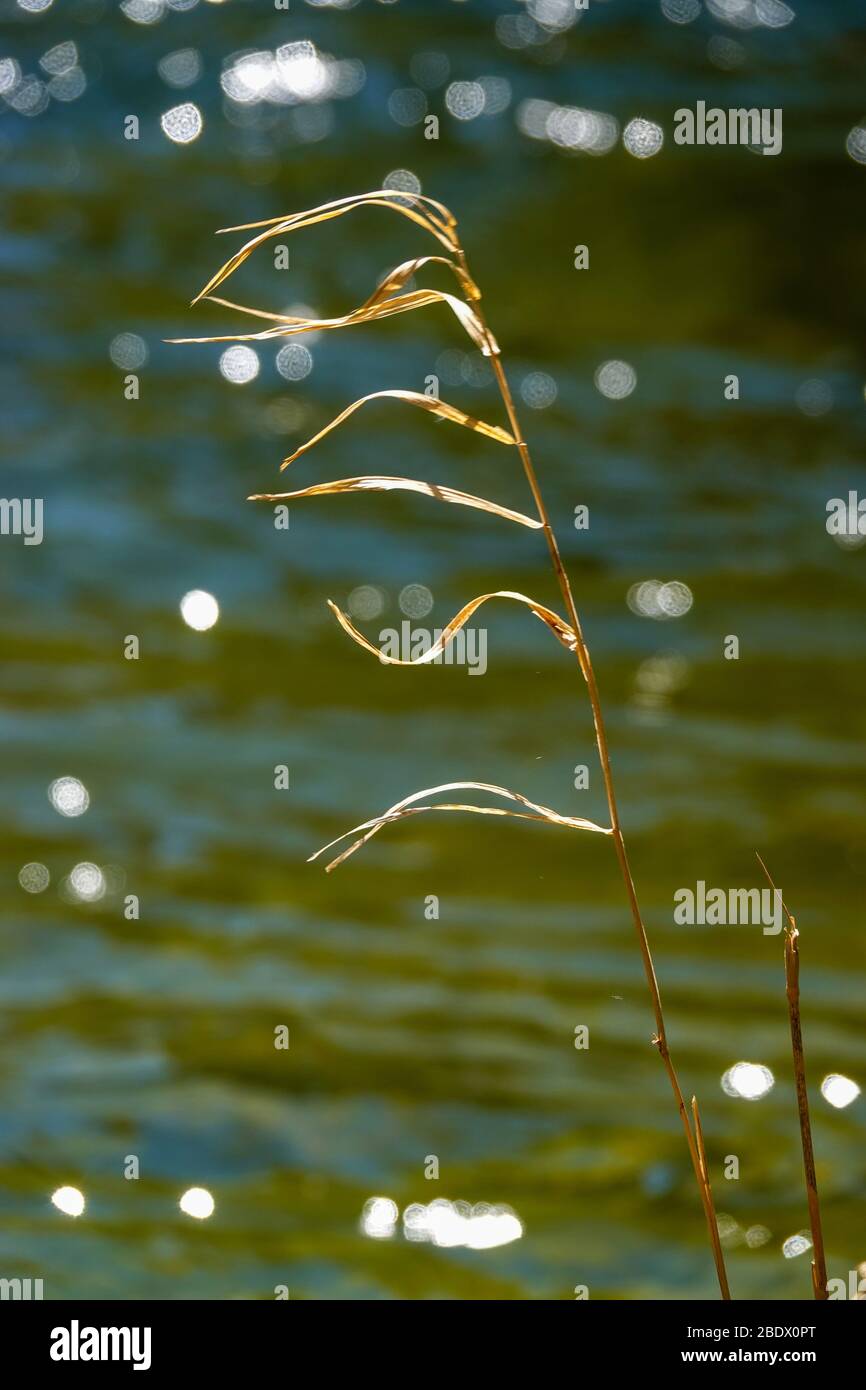 Strand of grass against river hi-res stock photography and images - Alamy