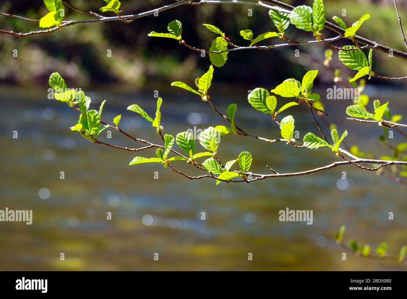 Fresh spring growth on branch, Ariege, French Pyrenees, France Stock ...