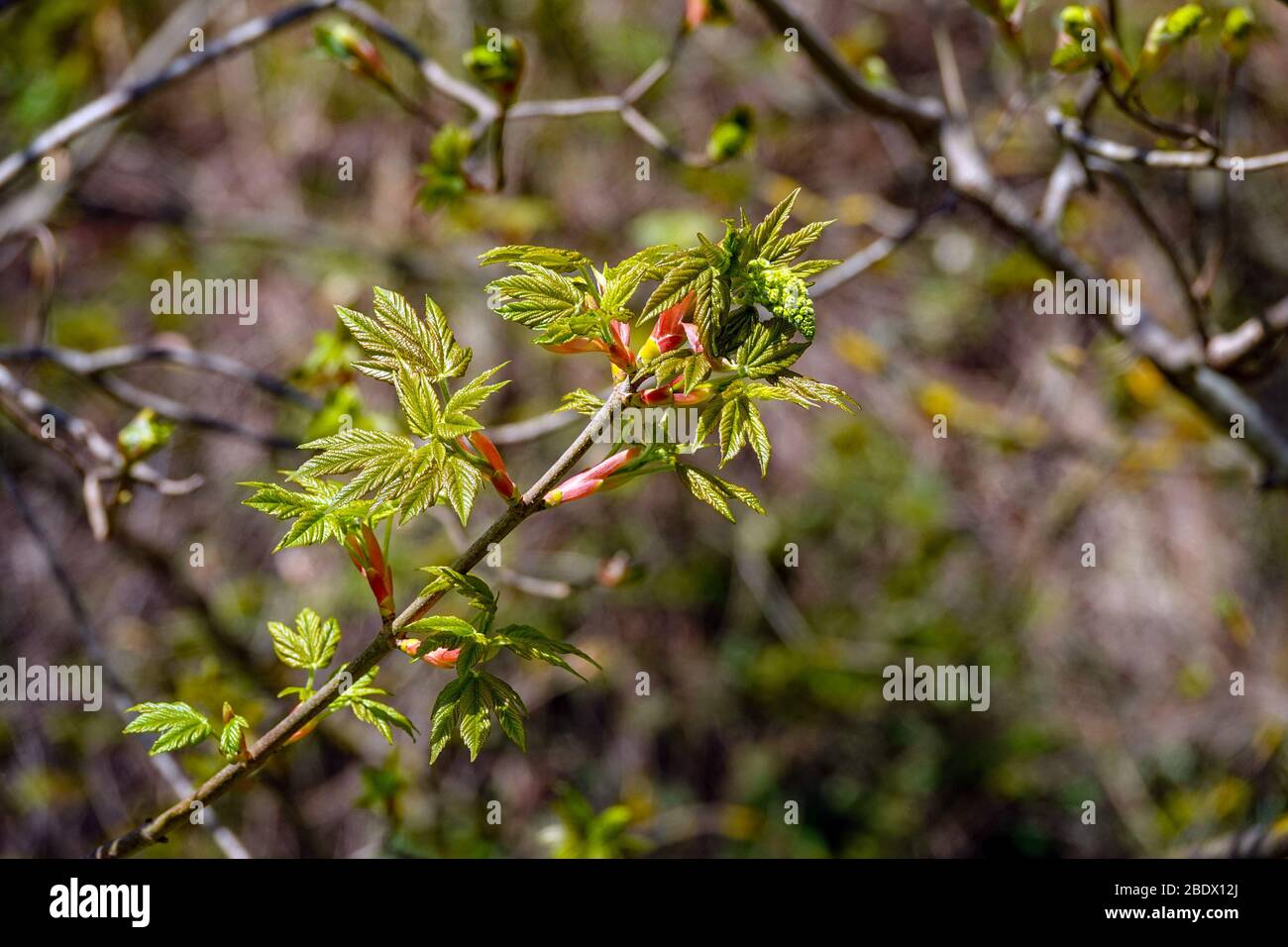 Fresh spring growth on branch, Ariege, French Pyrenees, France Stock ...